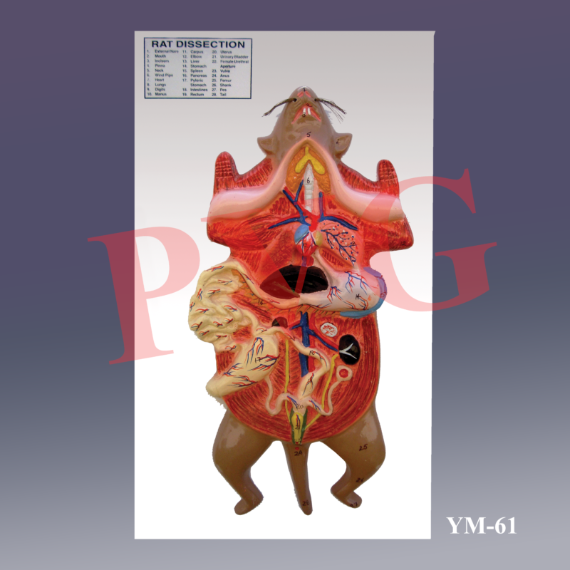 YM-61 MODEL OF RAT - PVG INTERNATIONAL