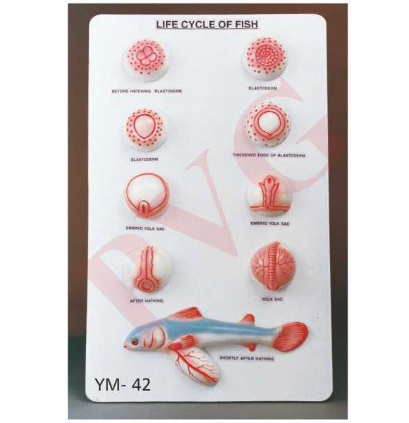 YM-42 LIFE CYCLE OF FISH – PVG INTERNATIONAL