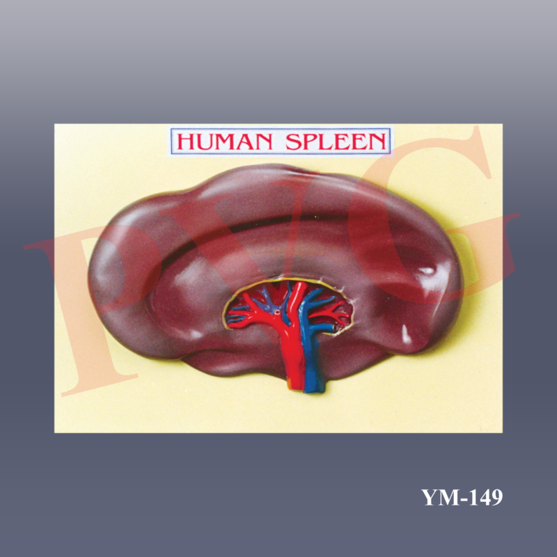 YM-149 MODEL OF HUMAN SPLEEN - PVG INTERNATIONAL