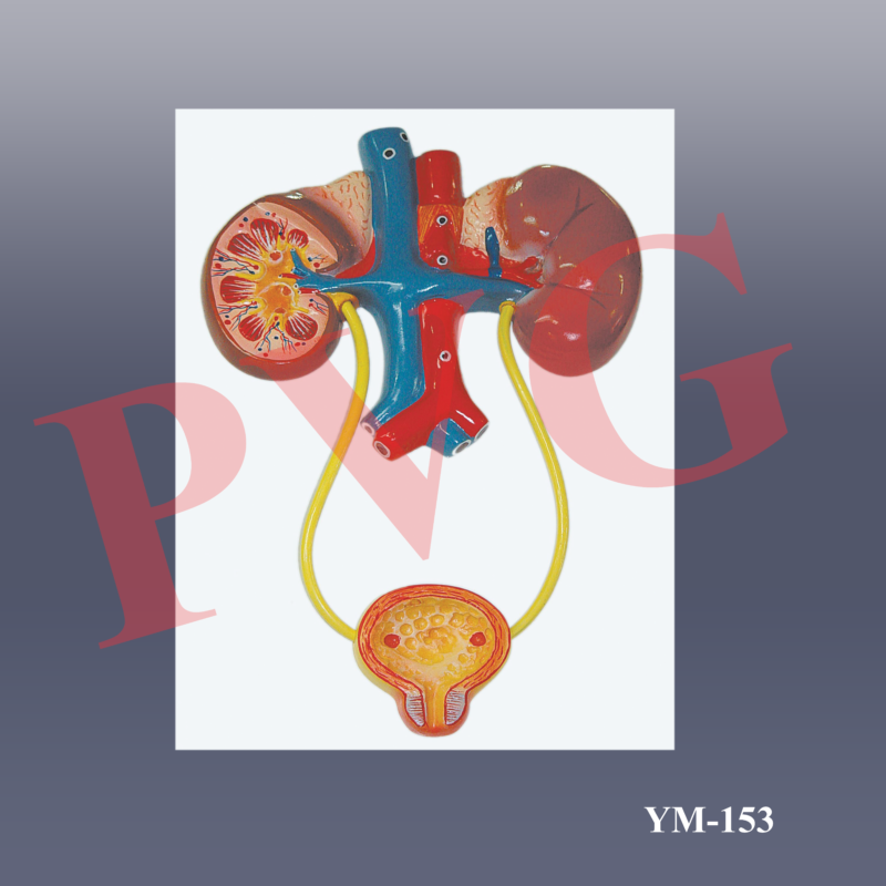 YM-153 MODEL OF HUMAN URINARY SYSTEM - PVG INTERNATIONAL