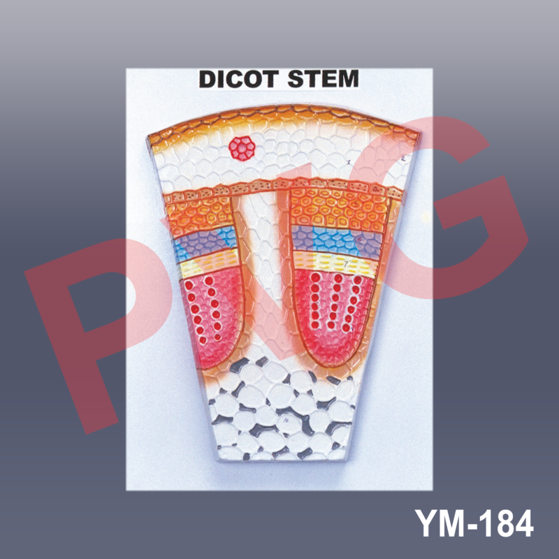YM-184 MODEL OF DICOT STEM - PVG INTERNATIONAL